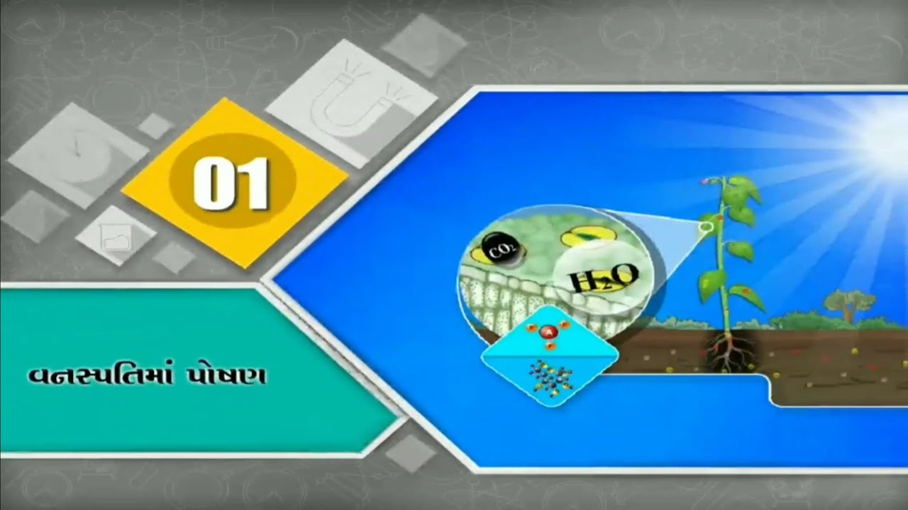 STD 7 SCIENCE CHAPTER 1 વનસ્પતિમાં પોષણ - YouTube