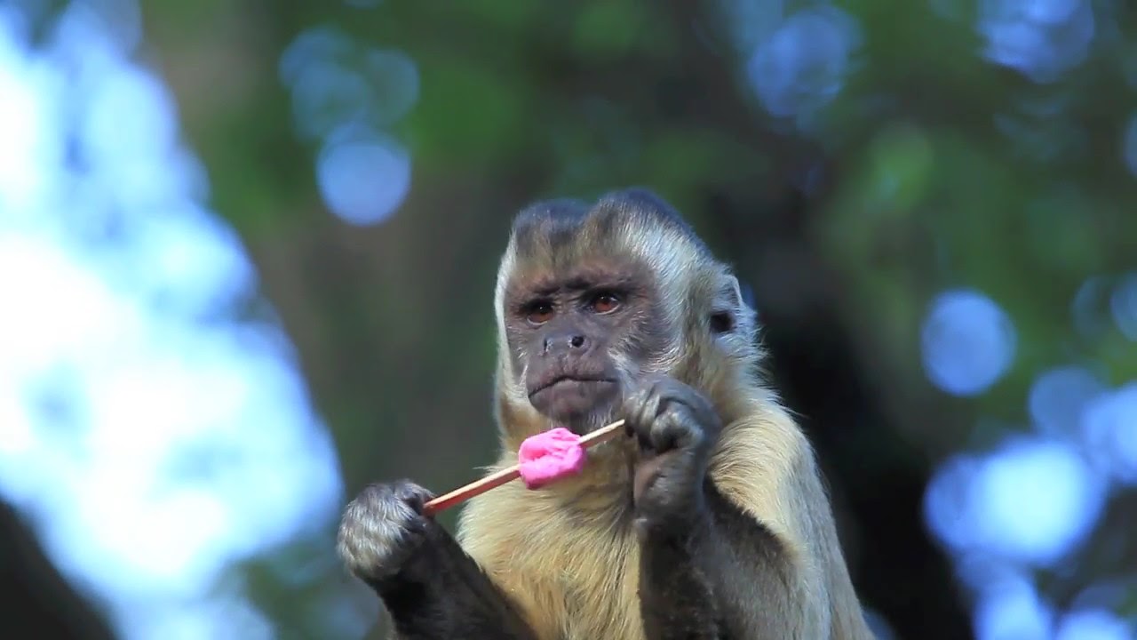 Macaco chupando picolé no Parque Areião, em Goiânia. - YouTube