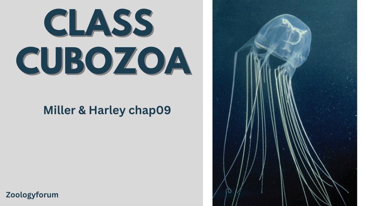 Class Cubozoa| Sea Wasp |Phylum Cnidaria |Miller and Harley chap09 ...