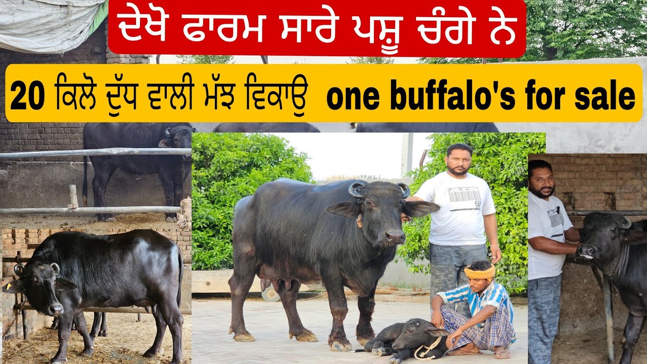 ਸਾਰੇ ਜਾਨਵਰ ਹੀ ਫਾਰਮ ਤੇ ਚੰਗੇ ਨੇ ਤੇ ਇੱਕ 20 ਕਿਲੋ ਦੁੱਧ ਵਾਲੀ ਮੱਝ ਵਿਕਾਉ one ...