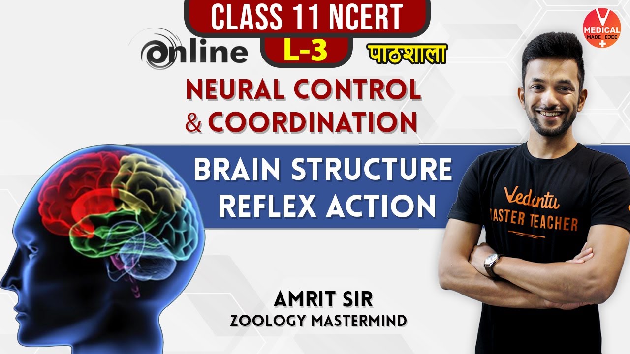 Neural Control And Coordination L-3 | Brain structure | 11th NCERT ...