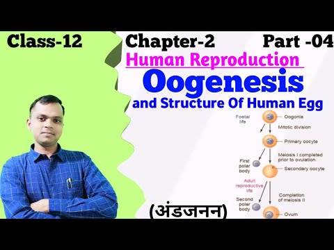 Oogenesis and Follicular Development | Human Reproduction | Class 12 ...