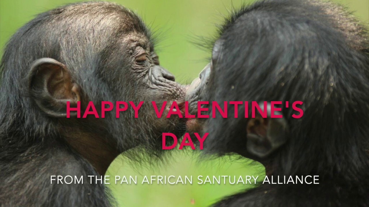 Happy Valentine's Day from Apes and Monkeys in Africa! - YouTube