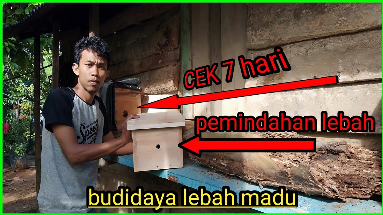 Proses pemindahan dan pengecekan trigona terminata - YouTube
