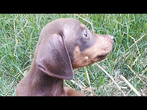 SWEET & CUTE PUPPY WITH MOTHER FULL ACTIVE DOBERMAN (@atoz4873) - YouTube