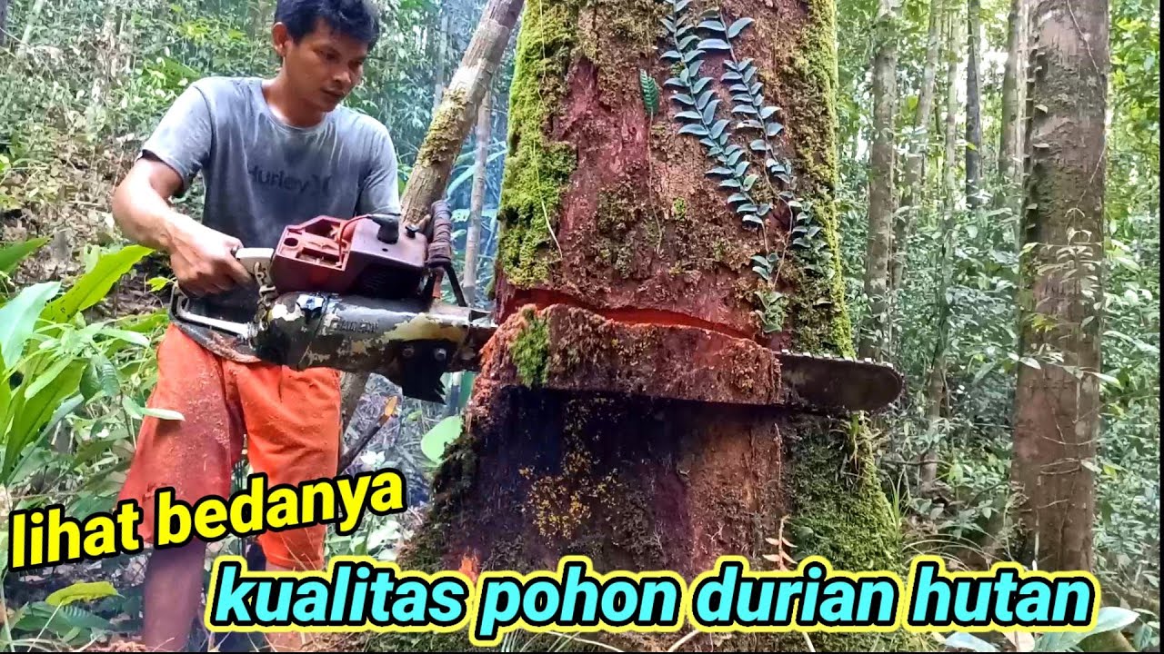 MENEBANG POHON MERANTI dan DURIAN HUTAN DI RIMBA KALIMANTAN - YouTube
