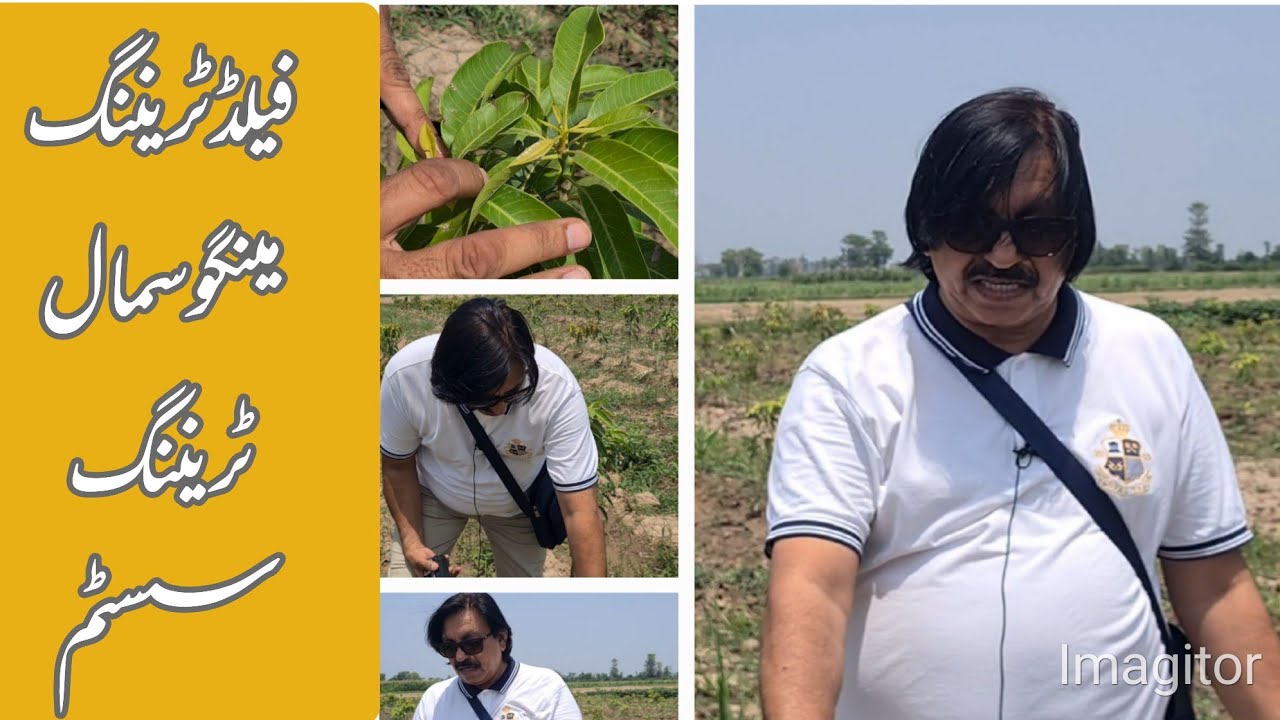 Field Training Mango Small Tree System 🌳 Renala Khurd - YouTube