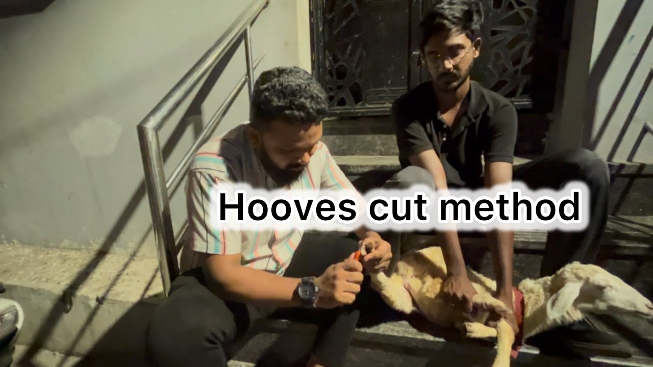 How to cut goat hooves or nails | Bakra ya Bakri k nakuon cut karne k ...