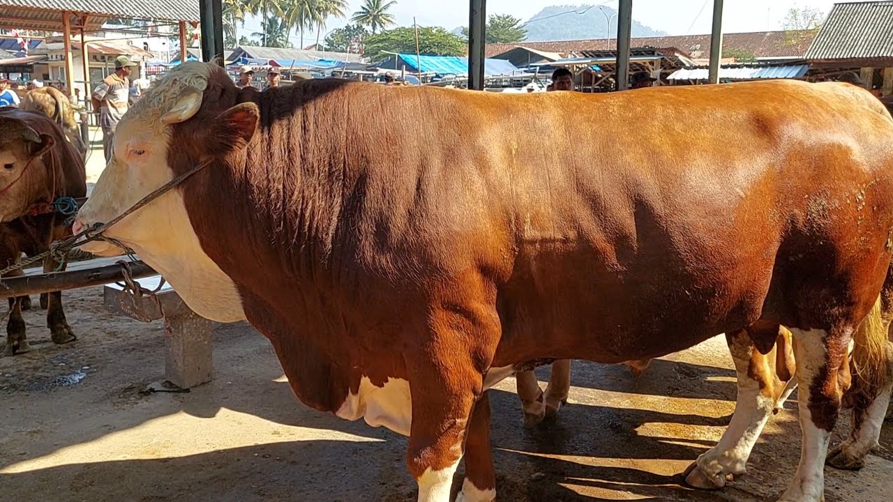 SAPI METAL PEDAGING NEGO SENGIT PASAR SAPI - YouTube