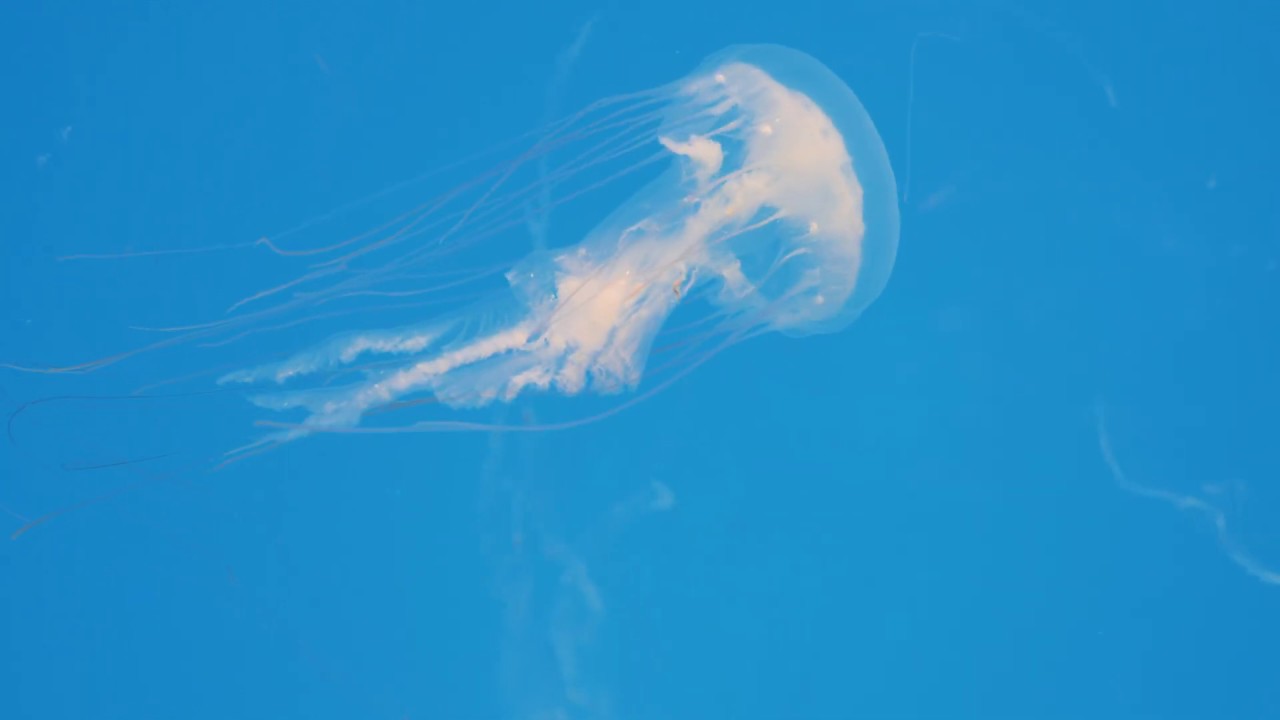 4K Royalty Free Jellyfish Video - YouTube