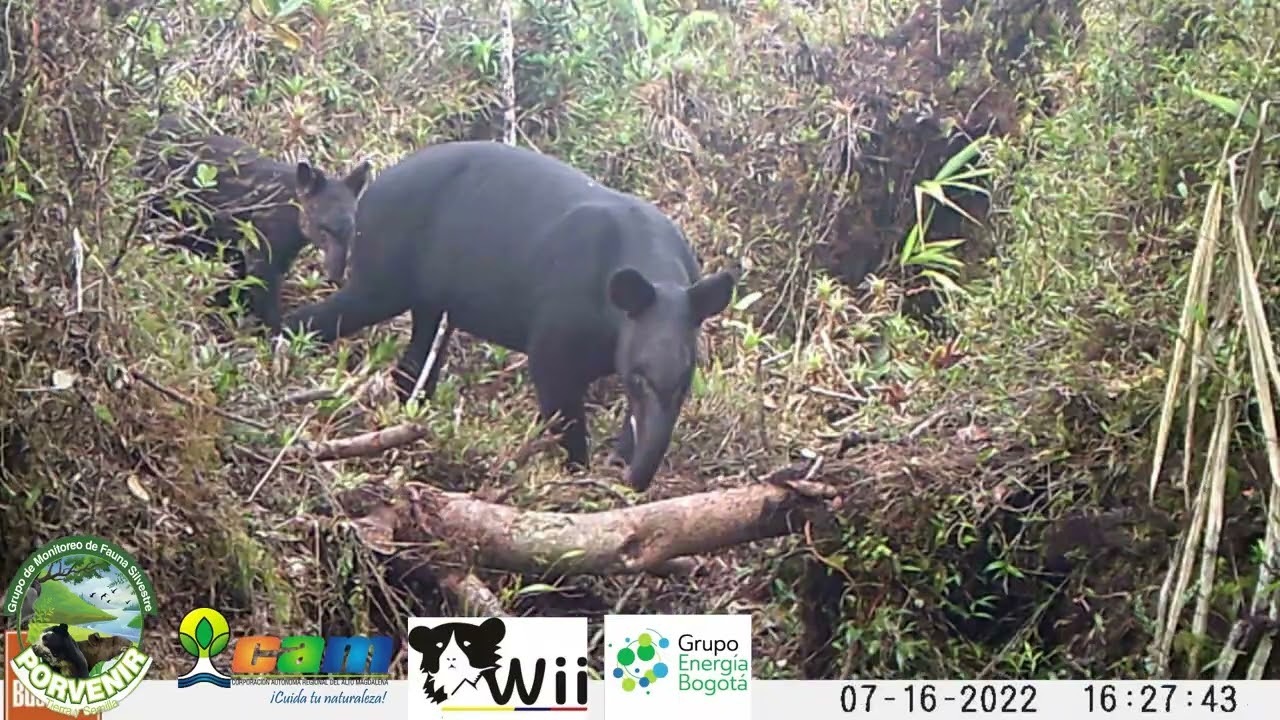 Danta de Montaña y cría - YouTube