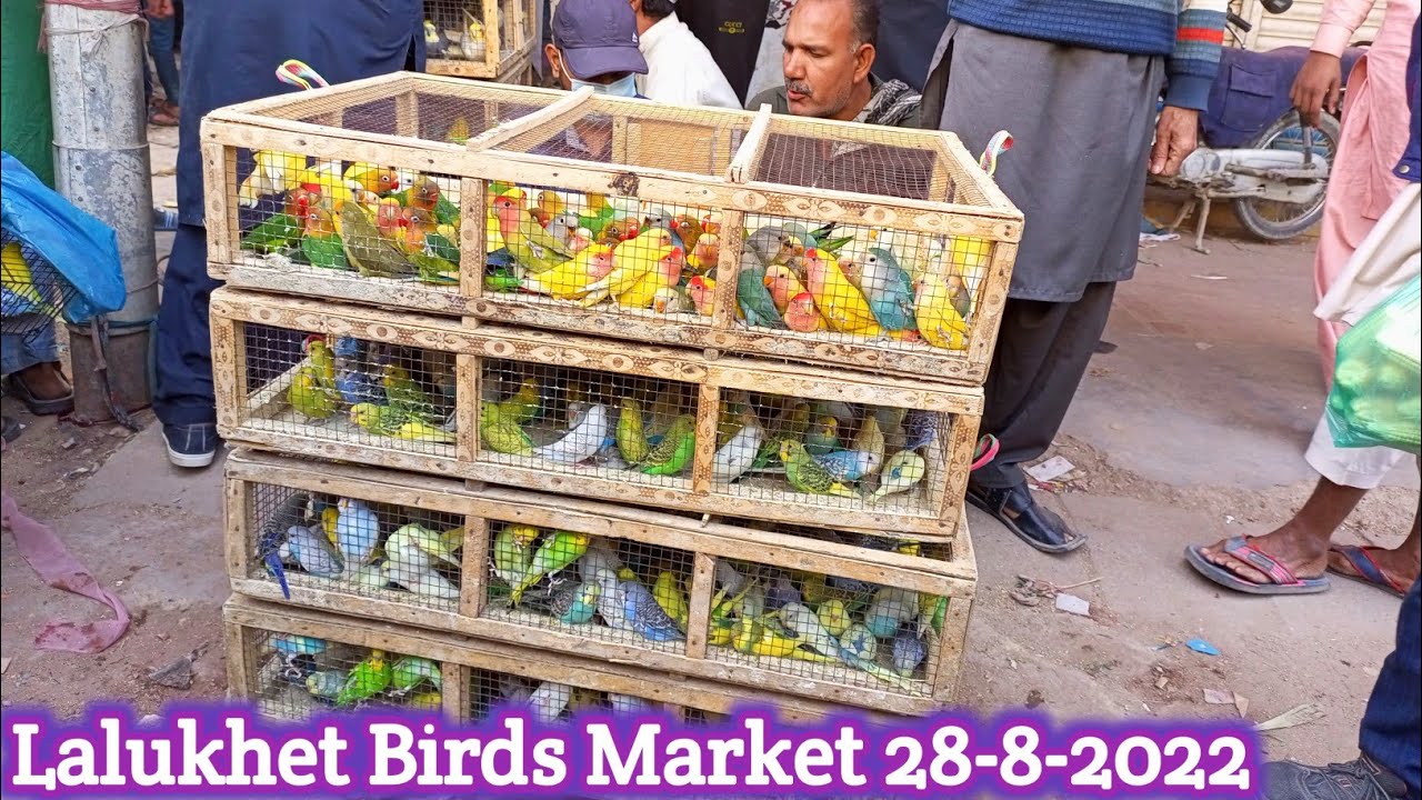 Lalukhet Birds Market Latest Updates 28 Aug 2022 in Urdu/Hindi - YouTube
