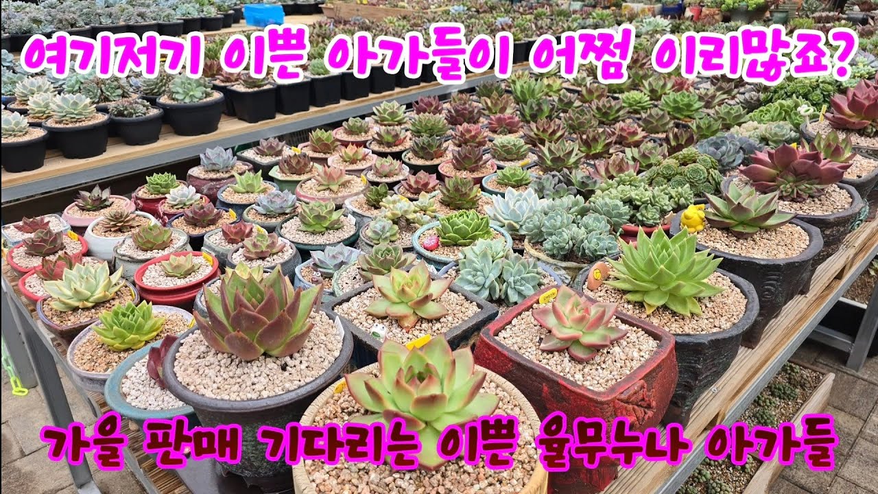 가을판매 기다리는 율무누나 이쁜 아가들 여기저기 이쁜 아가들이 천지네요😍 좀더 이쁘게 만들어서 여러분께 보내 드릴게요 묵둥이 창 다육이 선별 율무네다육 달콤한총각