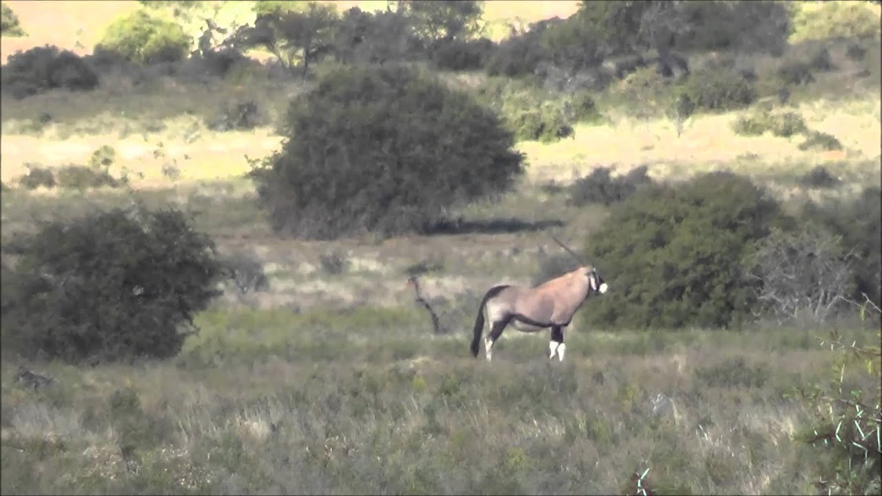 Gemsbuck/Oryx Headshot @ 260m (.270win) - YouTube