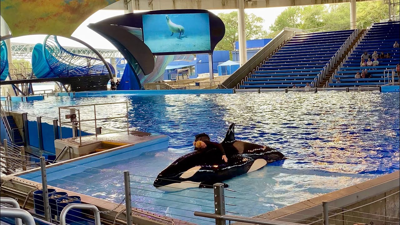 Orca Encounter: Killer Whale Presentation - SeaWorld San Antonio - YouTube