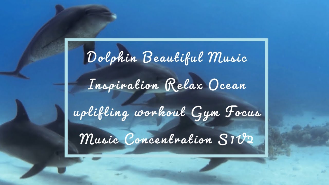 Dolphin Beautiful Music Inspiration Relax Ocean uplifting workout Gym ...