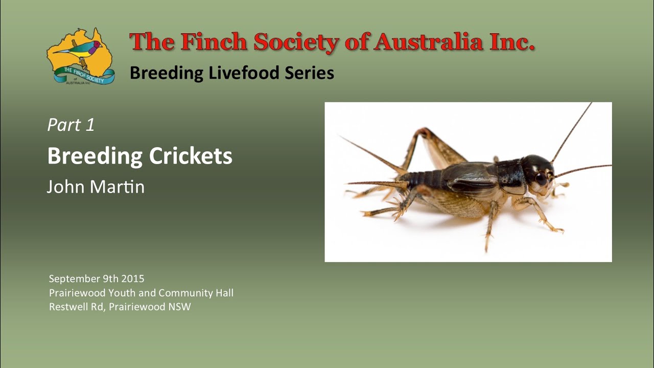 Breeding Crickets - John Martin - YouTube