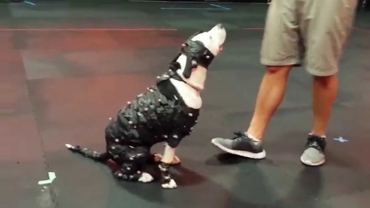 Dog Mocap In Studio Footage - YouTube
