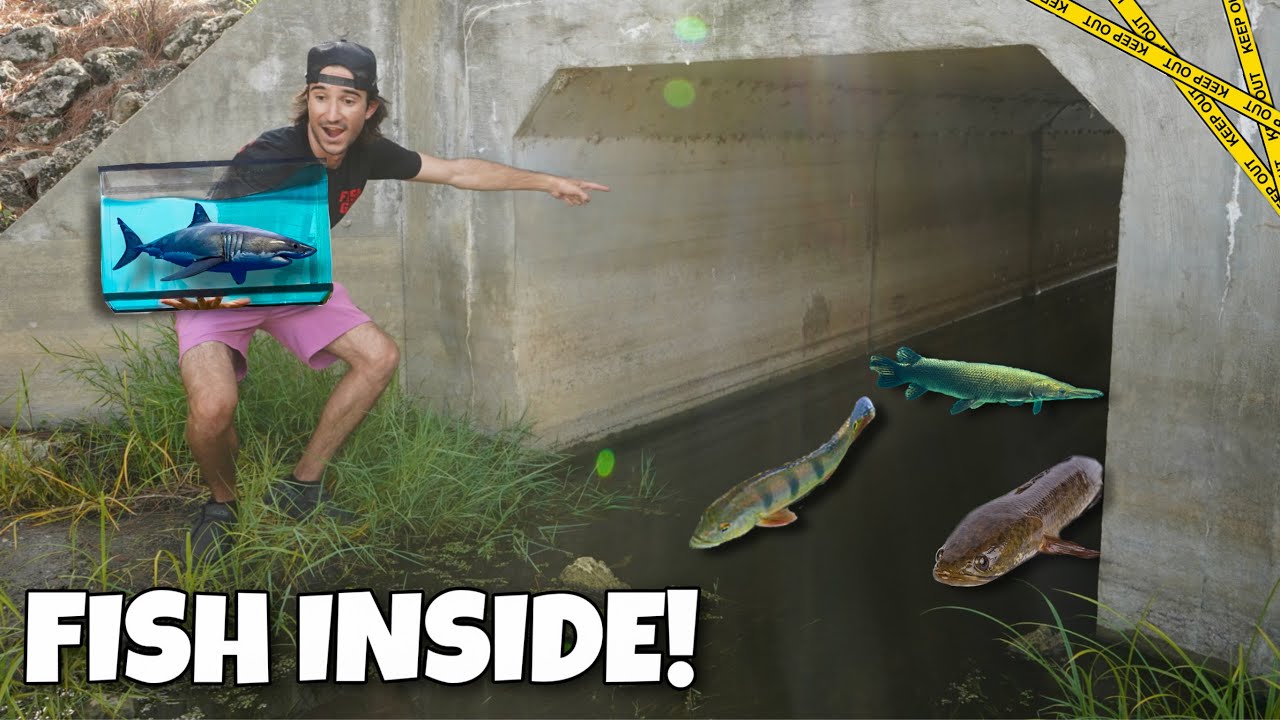 Catching CREATURES Inside HIDDEN TUNNEL For My SHARKS!! - YouTube