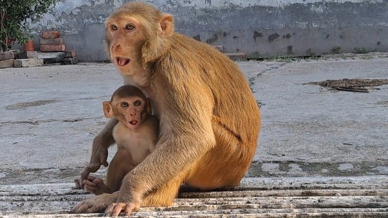 baby monkey with mumma manki | bandar ka bacha | monky video # ...
