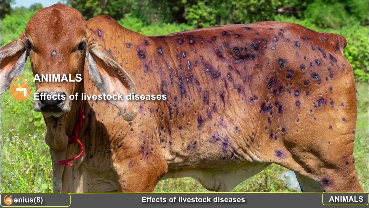 Lesson 8: Signs of ill health in animals - YouTube