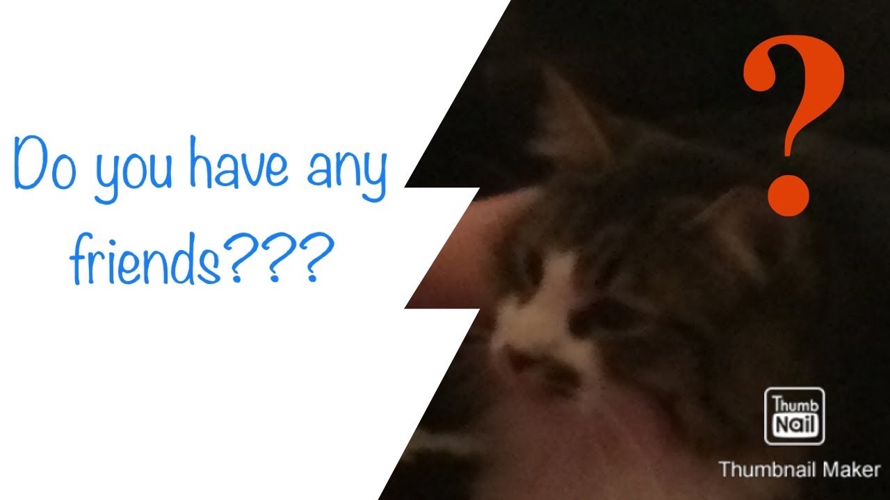 Cute Cat Answers Questions - YouTube