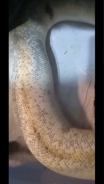 Breeding Ball Pythons 😍 - YouTube