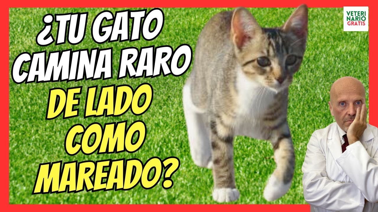 🔴 ¿PORQUE MI GATO CAMINA RARO, DE LADO? 🆘 ATAXIA EN GATOS, ¿QUÉ ES ...