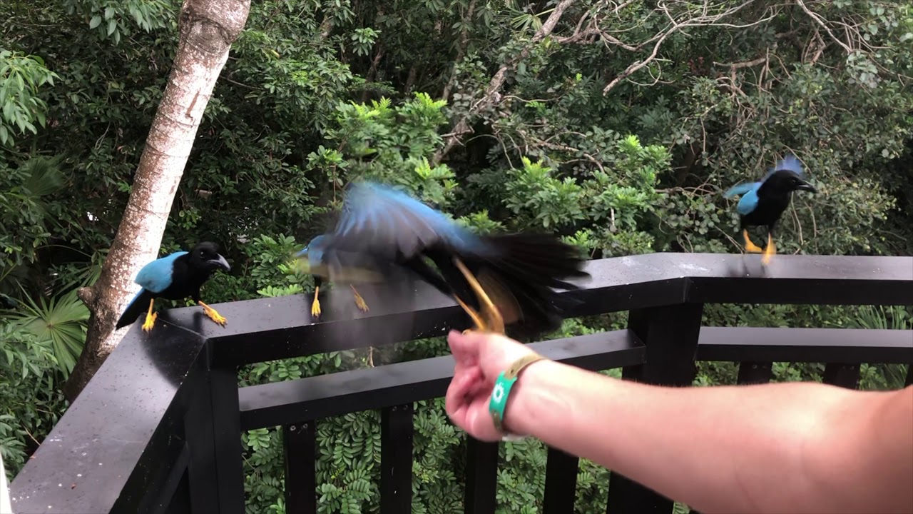 Sandos Caracol Eco - Birds - YouTube