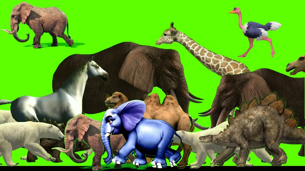 Animal running green screen || Animals stampede green screen || Animal ...