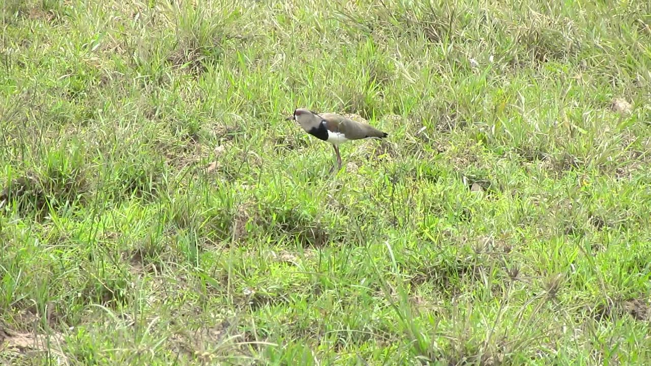 El "Pellar" - Vanellus Chilensis - YouTube