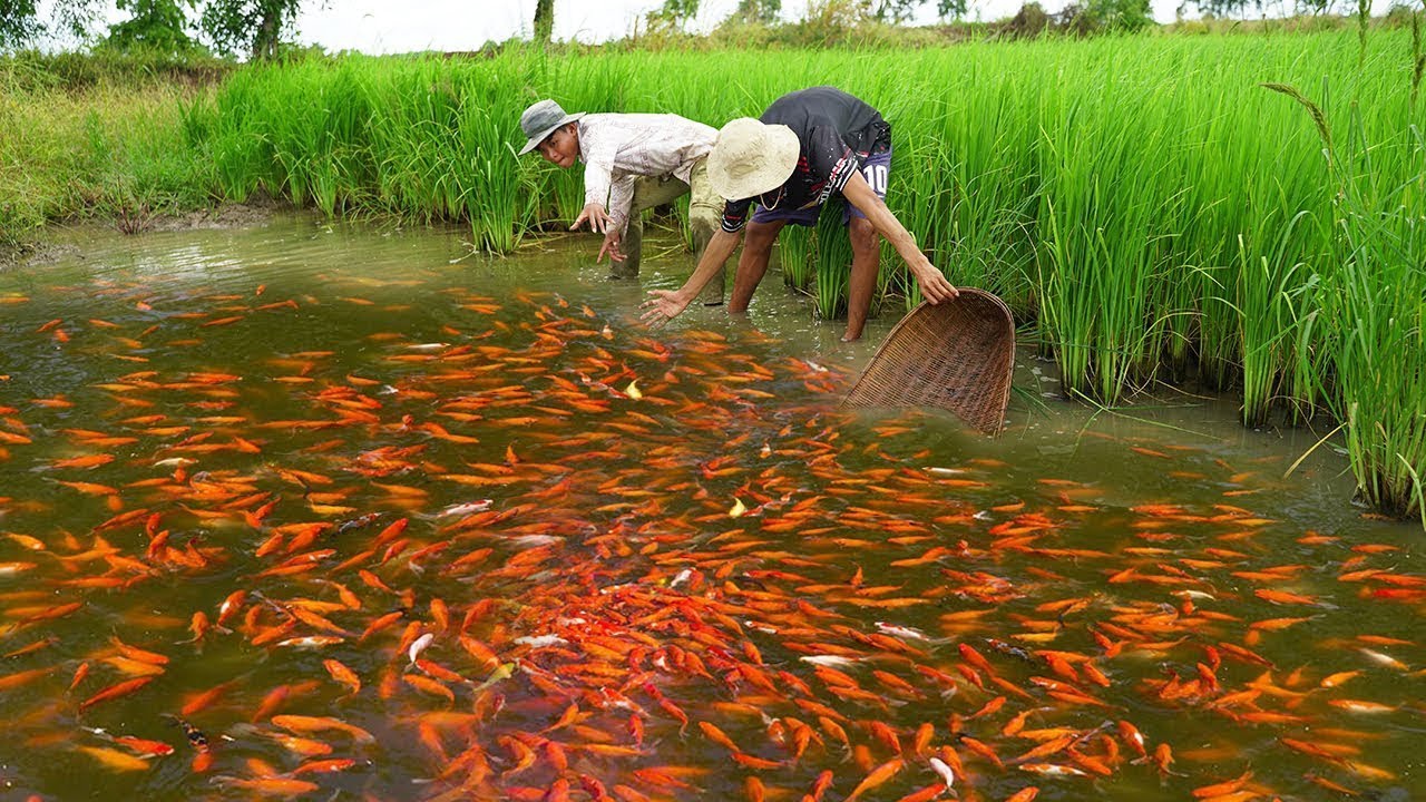 Unbelievable Found a lot Orenda Red Cap, Anglefish onther Fish on Rice ...