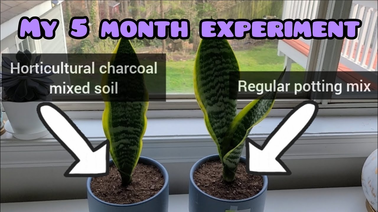 Does Horticultural Charcoal Accelerate Plant Growth? (A follow-up video ...