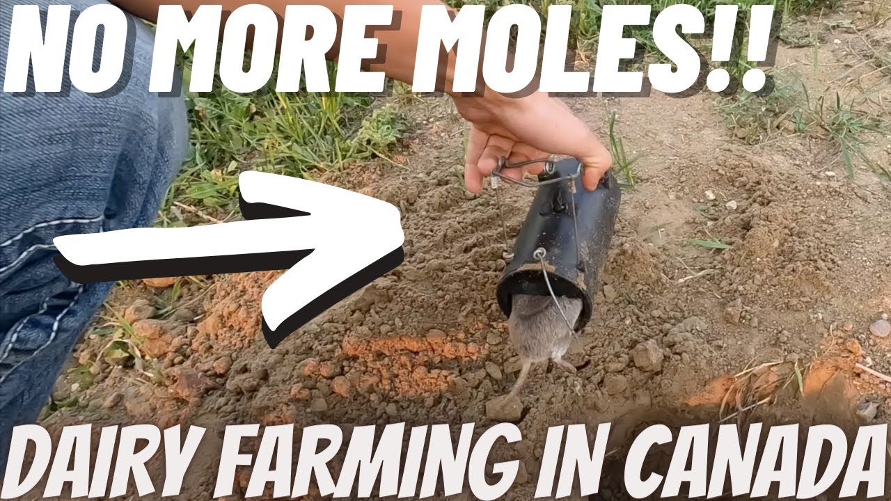 Trapping a Mole and Custom Manure Guys Show Up! - YouTube