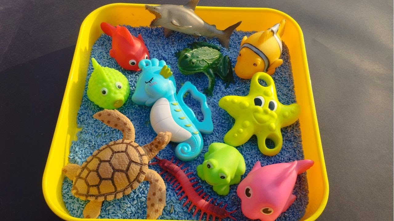 sea animals for kids, water animals, oceans animals, sea creature for ...