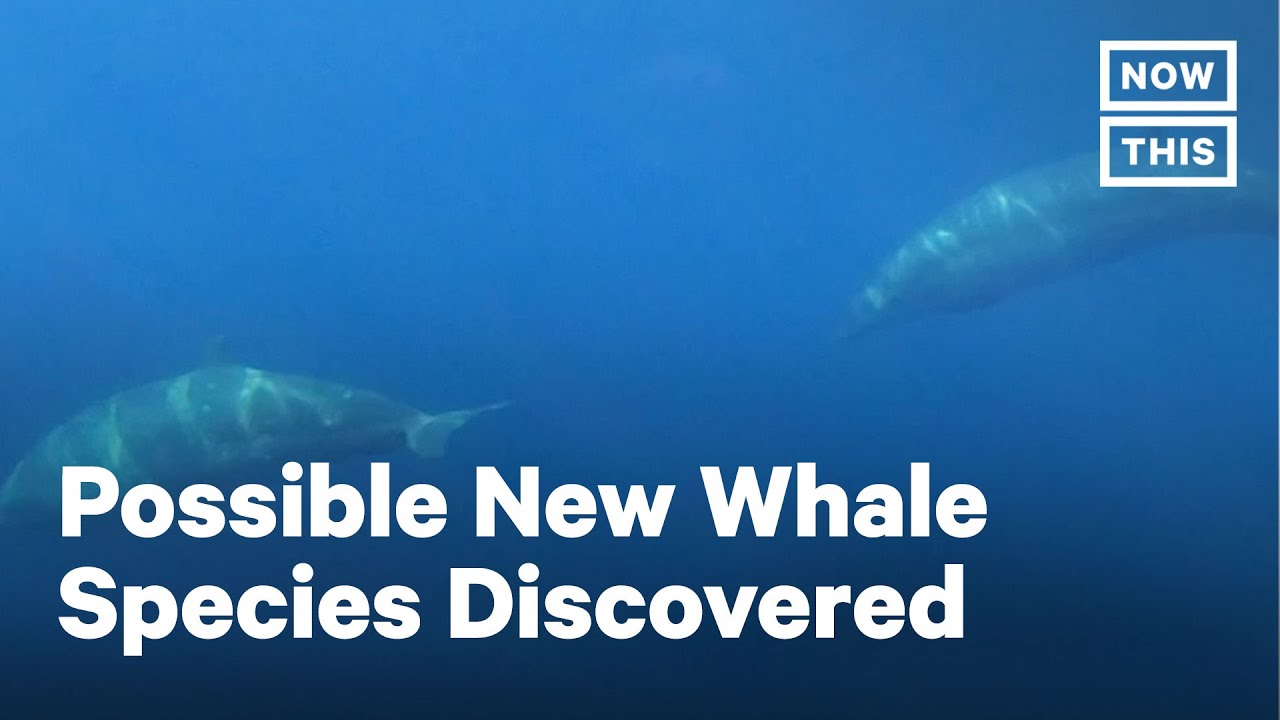 New Whale Species Discovered Off the Coast of Mexico | NowThis - YouTube
