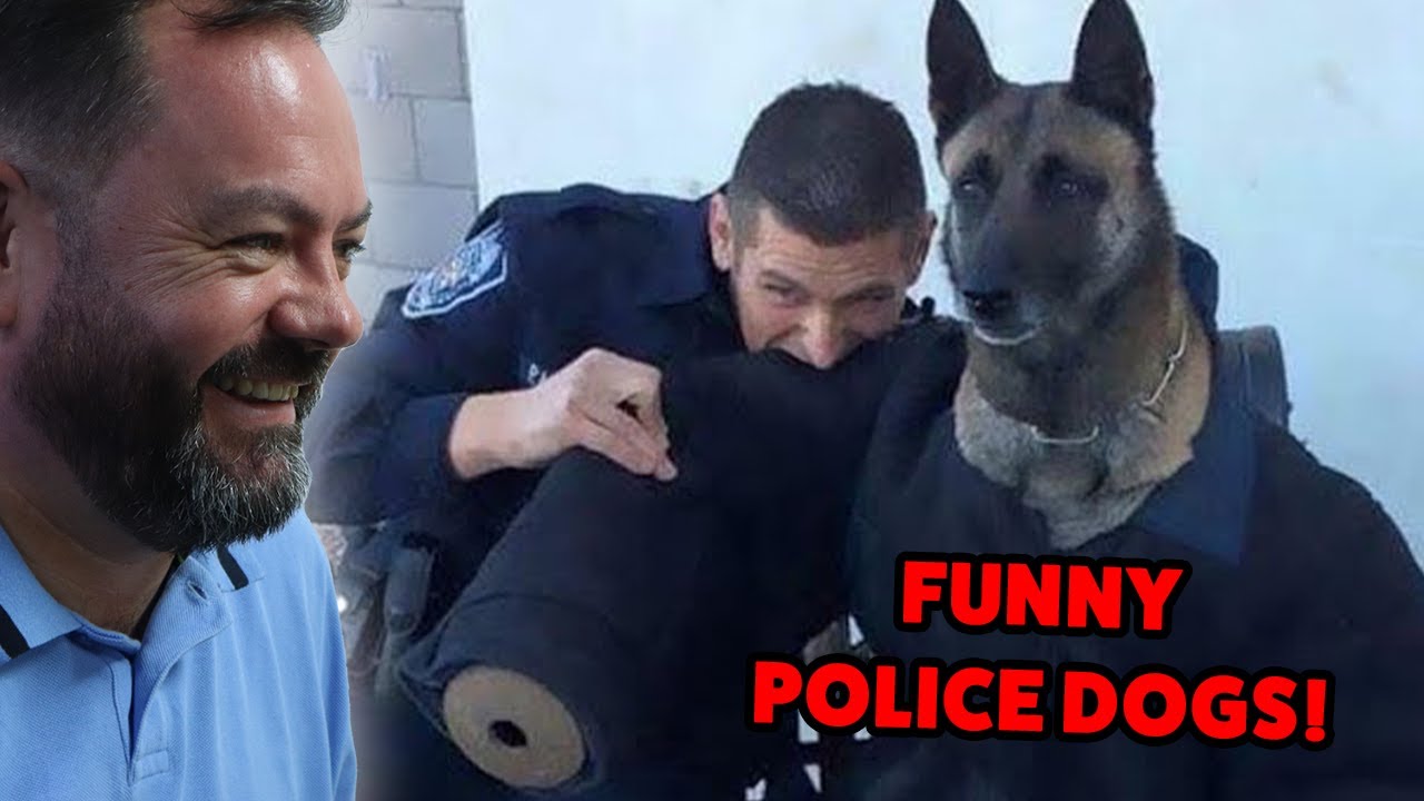 BRITS React to Funny POLICE DOG Compilation - YouTube