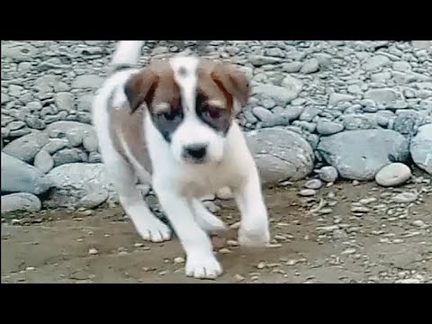 Baste | Dedication video | 2019-2023 | #baste #dog #runfree #loved #fouryears