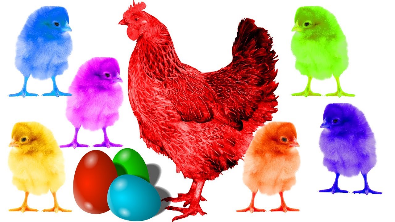 Learn Colors for Children with Laying Hen Colours Surprise Eggs Little ...
