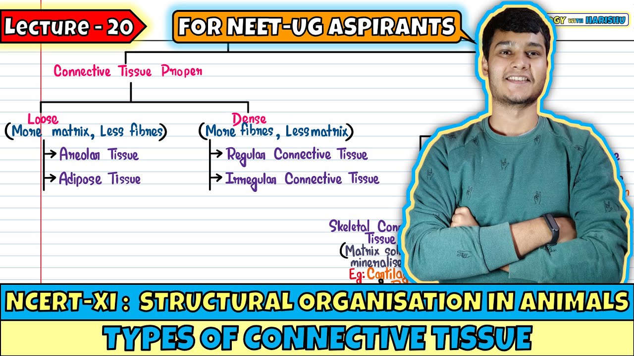 Lec 20- Types of Connective Tissue| Structural Organisation in Animals ...