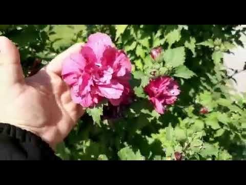 ✅JAPON GÜLÜ ✅ HATMİ AĞACI ✅ ÇİÇEK BAKIMI✅ ÇİÇEK COŞTURAN KÜR