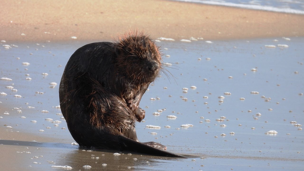 Upinis bebras / Castor fiber / Eurasian beaver / Обыкнове́нный бобр ...