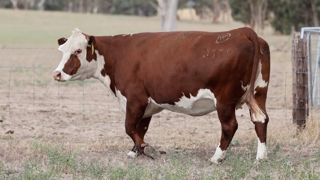 Lot 45 DAYQ174 Days Whiteface Mature Cow Dispersal 2025 - YouTube