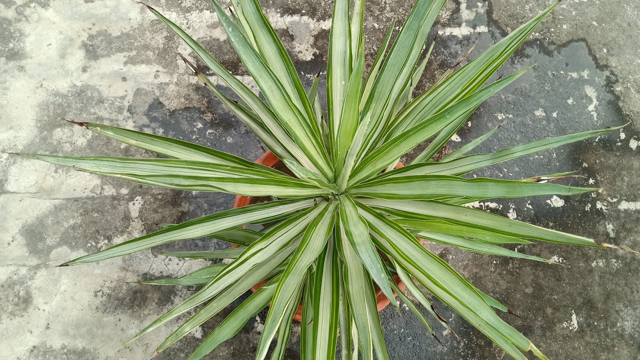 Yucca plant repotting - YouTube