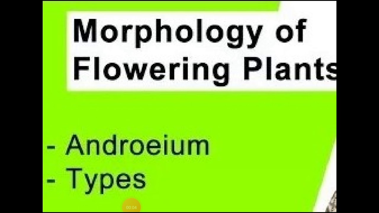 Biology ll Morphology of Flowering Plants ll Androecium and Types ll ...