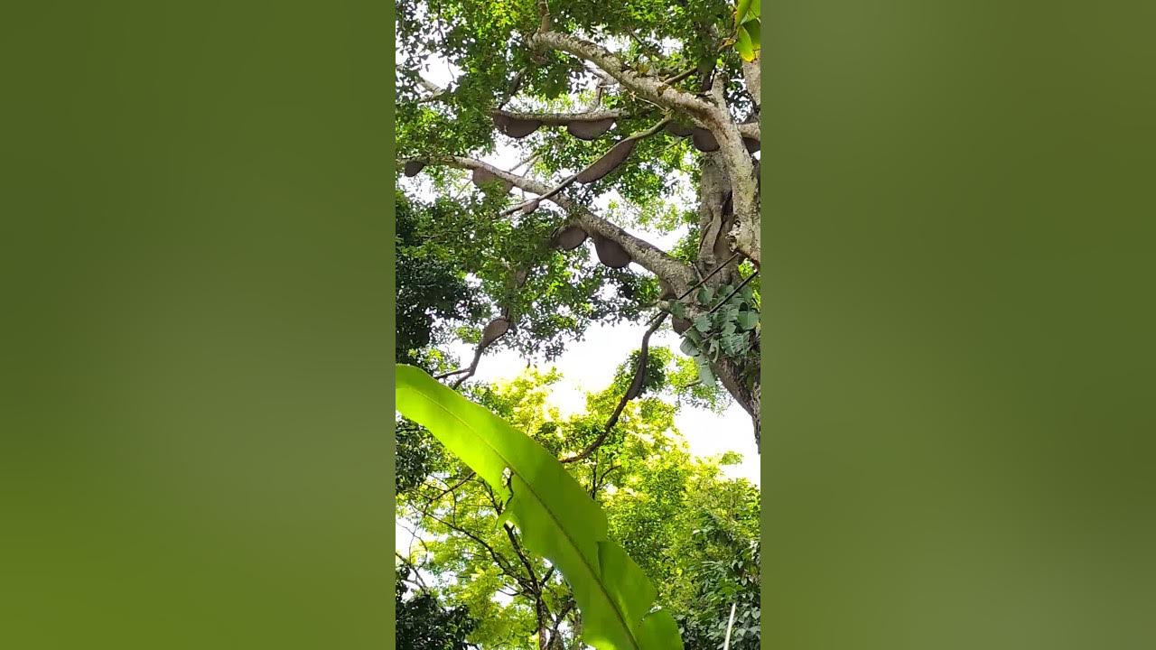 Have you seen the BEE TREE #bees #tree #foryou #viralvideo #viralshort ...