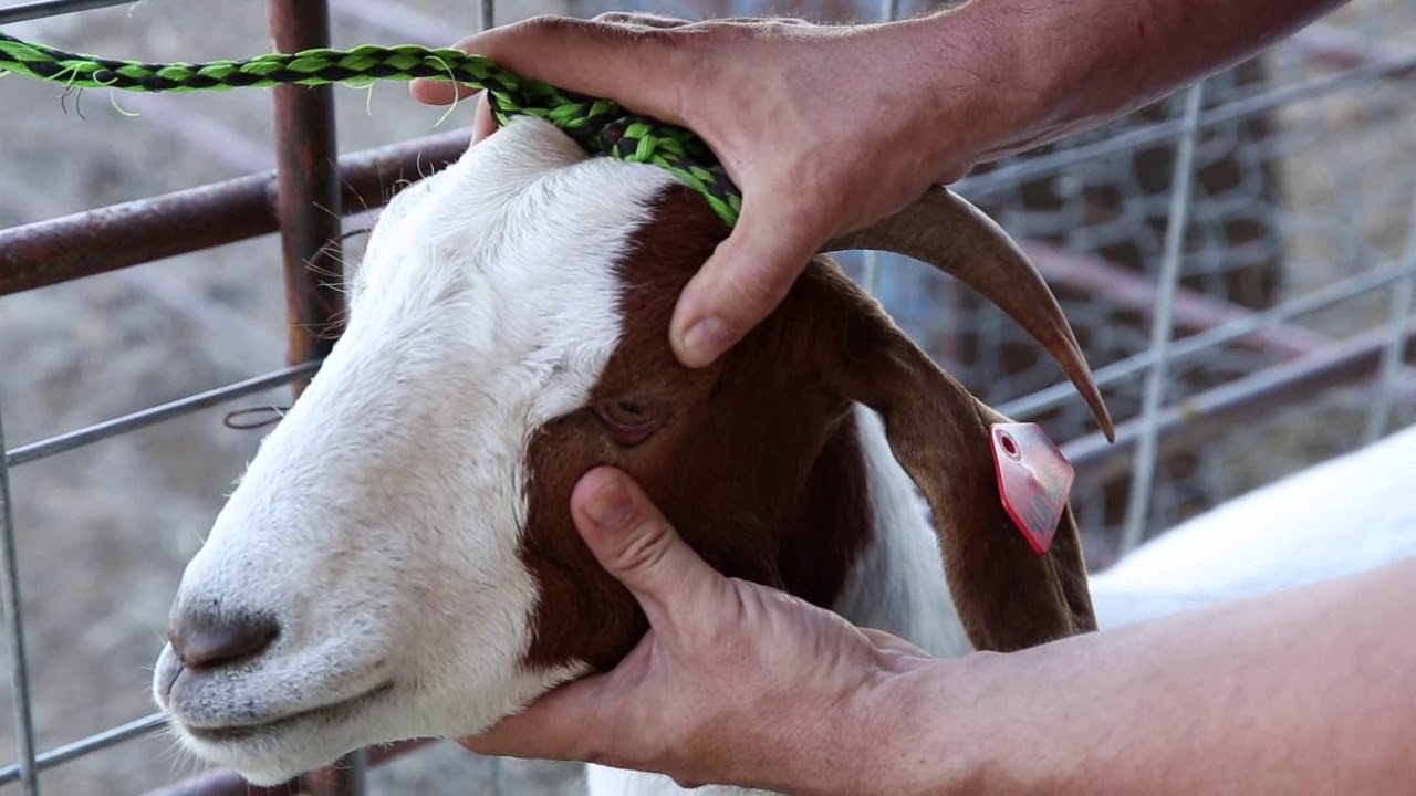Goat Internal Parasites Control - YouTube