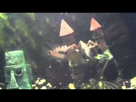 Vulcan fish claim territory part 1 - YouTube