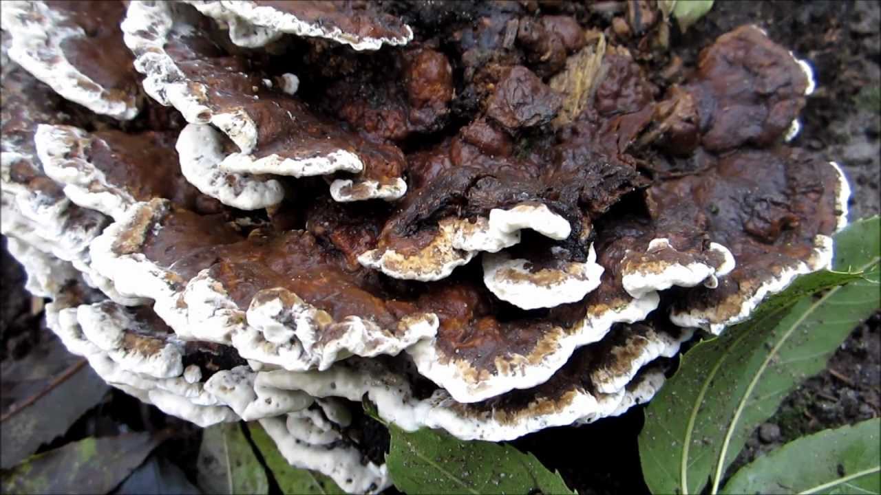 Fused Tooth (Phellodon confluens) - 2012-11-04 - YouTube