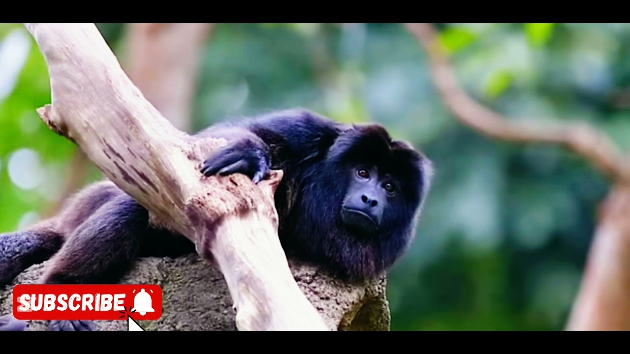 amazon animals | beautiful amazon 🤗☘️ - YouTube